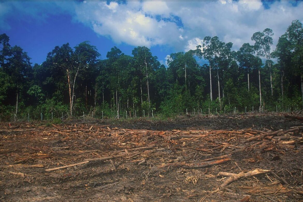 Britain's Colonial Shadow: UK Firms Drive Deforestation and Indigenous ...